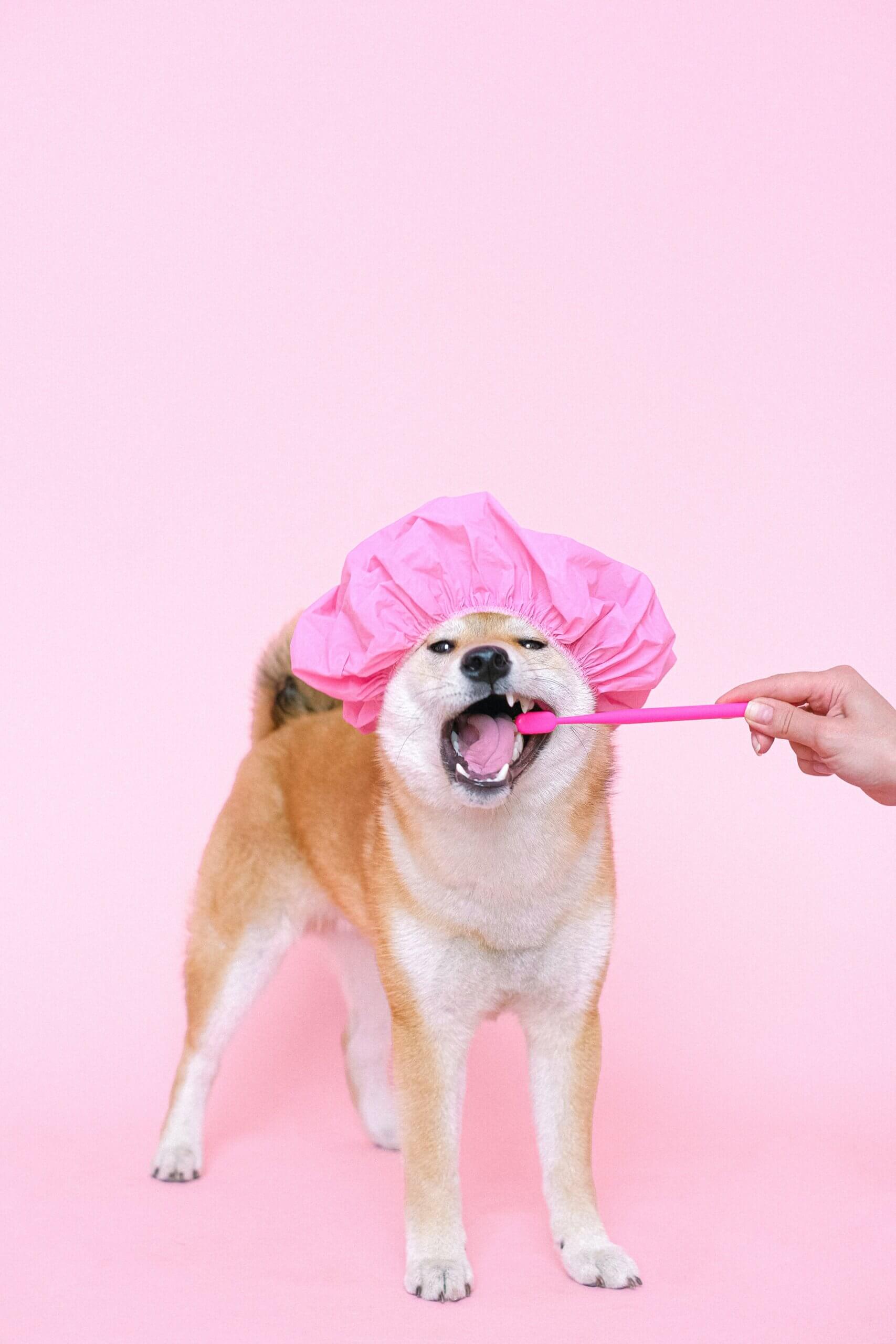 How Much Fluoride Is Toxic To Dogs